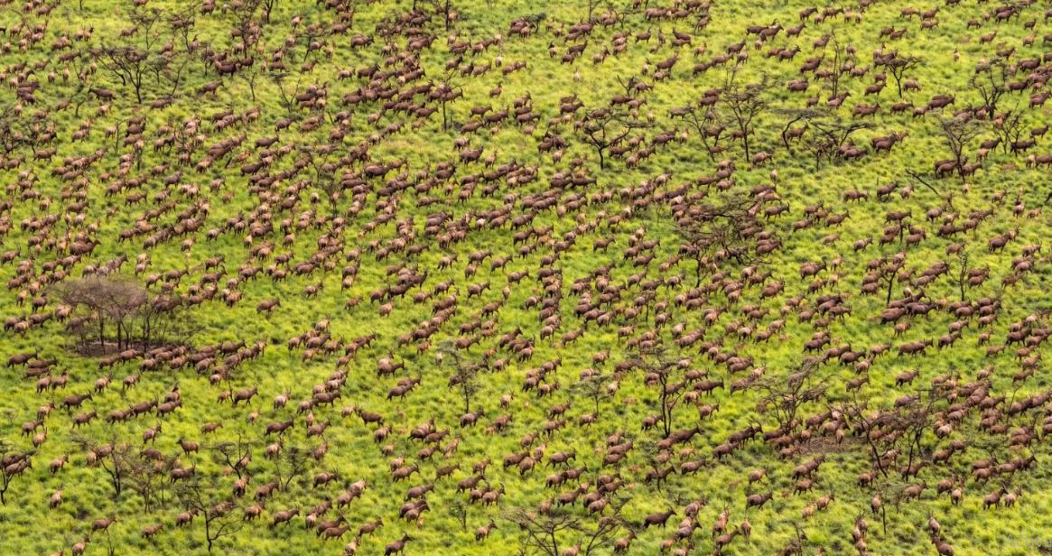 A story of great hope from Africa: The largest land mammal migration in ...