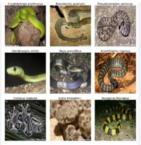 MSF uses AI-powered snake identification to improve snakebite response ...