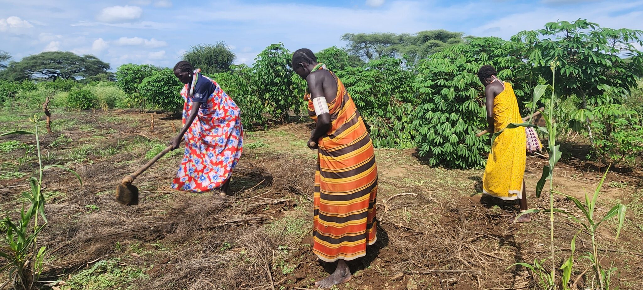 New farming techniques boost Kapoeta harvests - Radio Tamazuj