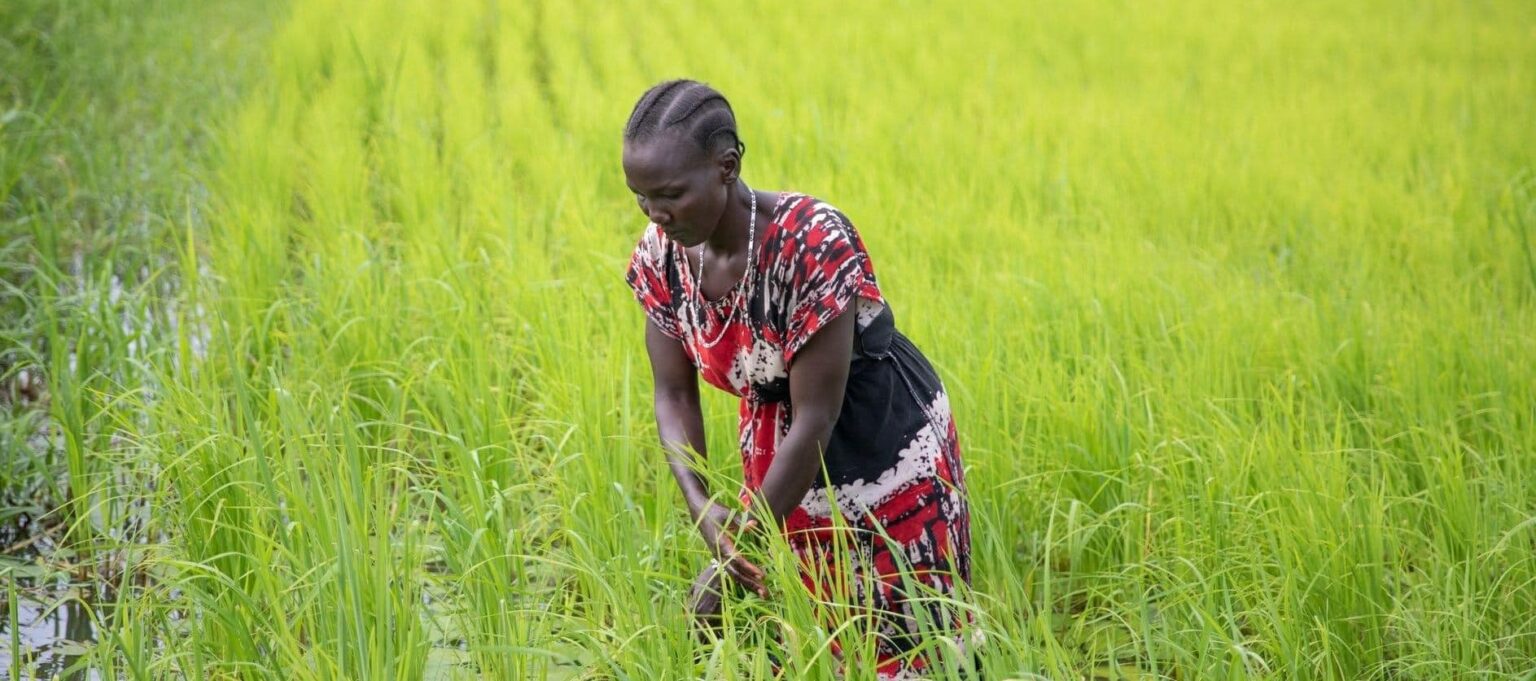 State ‘mismanaging’ Aweil Rice Scheme assets - Radio Tamazuj