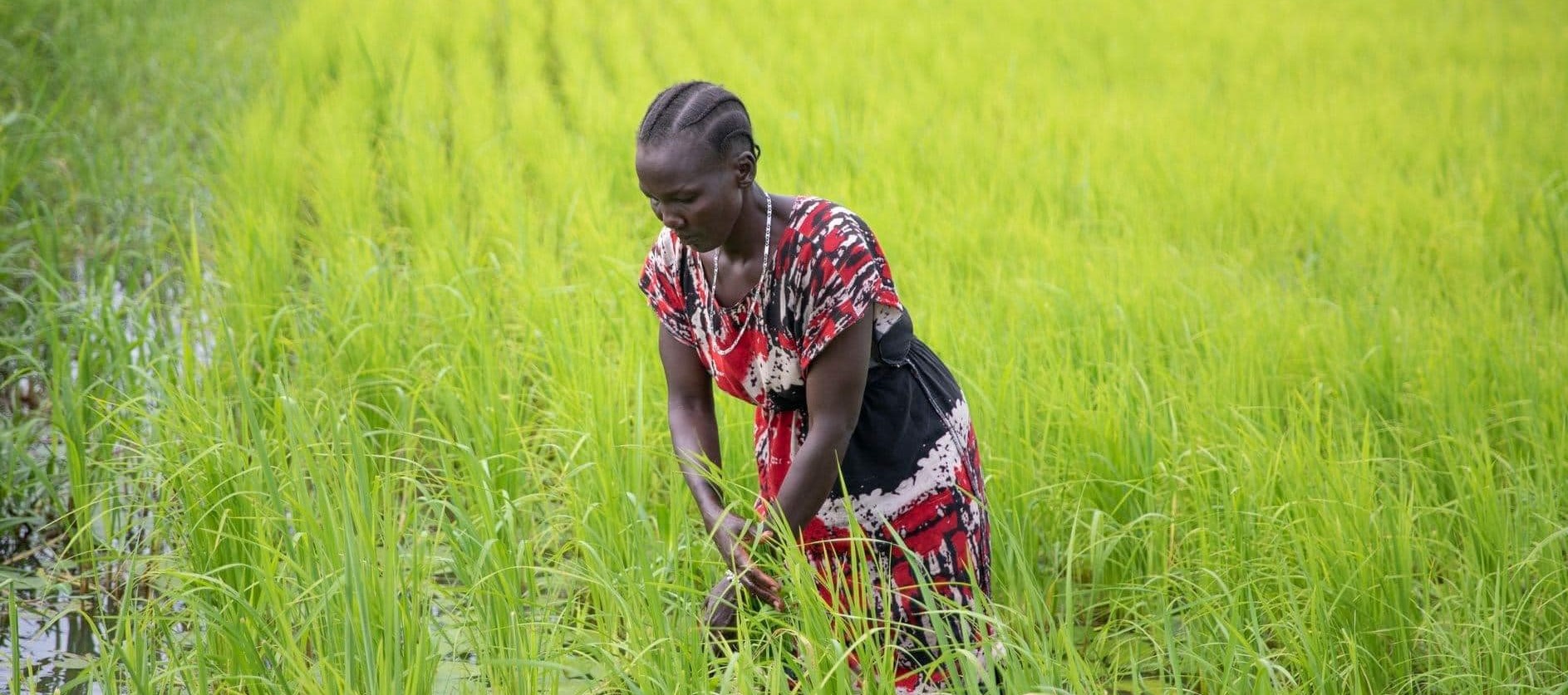 State ‘mismanaging’ Aweil Rice Scheme assets - Radio Tamazuj