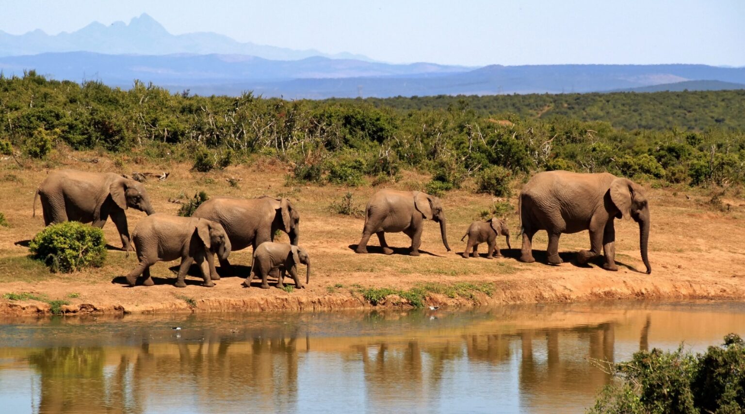 Inside the race to protect South Sudan’s wildlife corridors - Radio Tamazuj